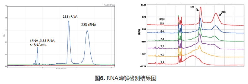 《转》明码头条 NEWS丨重磅！国产Qsep生物片段分析仪进驻广州实验室，助力测序质检环节